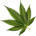 Egg Harbor Township Cannabis Dispensary | City Leaves